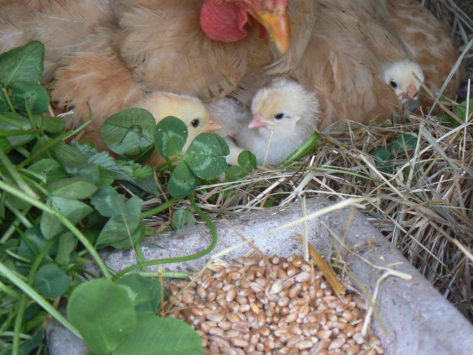 Les yeux, les pieds sur Gaïa: naissance des poussins