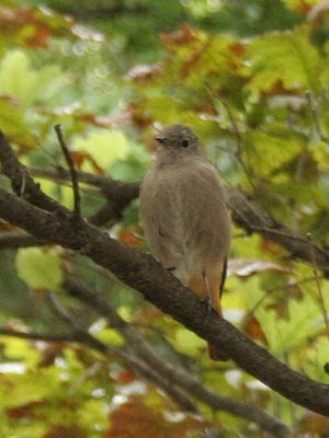 Păsări din Moldova: Un ţiclean şi un codroş-de-munte