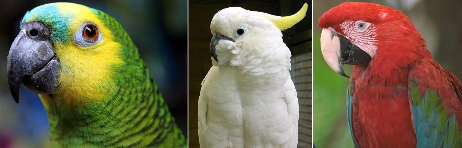 RODA VIVA: Papagaios, Catatuas e Araras