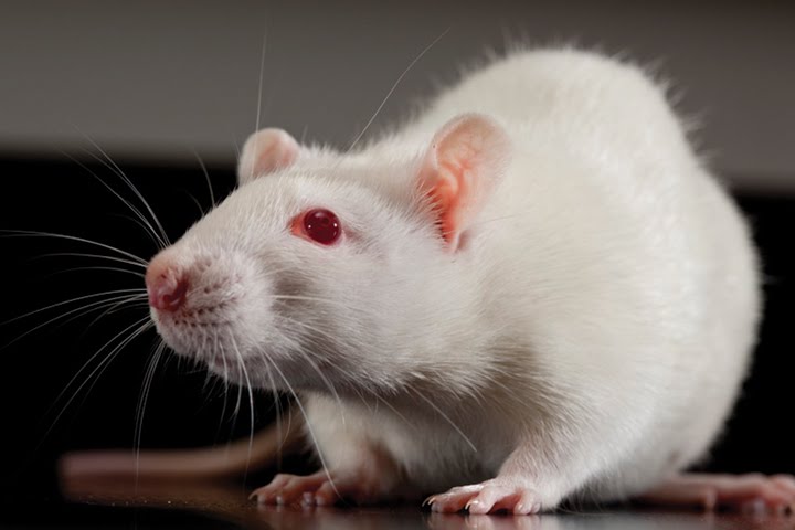 Los 10 avances científicos más destacados del 2010 según "Science ...