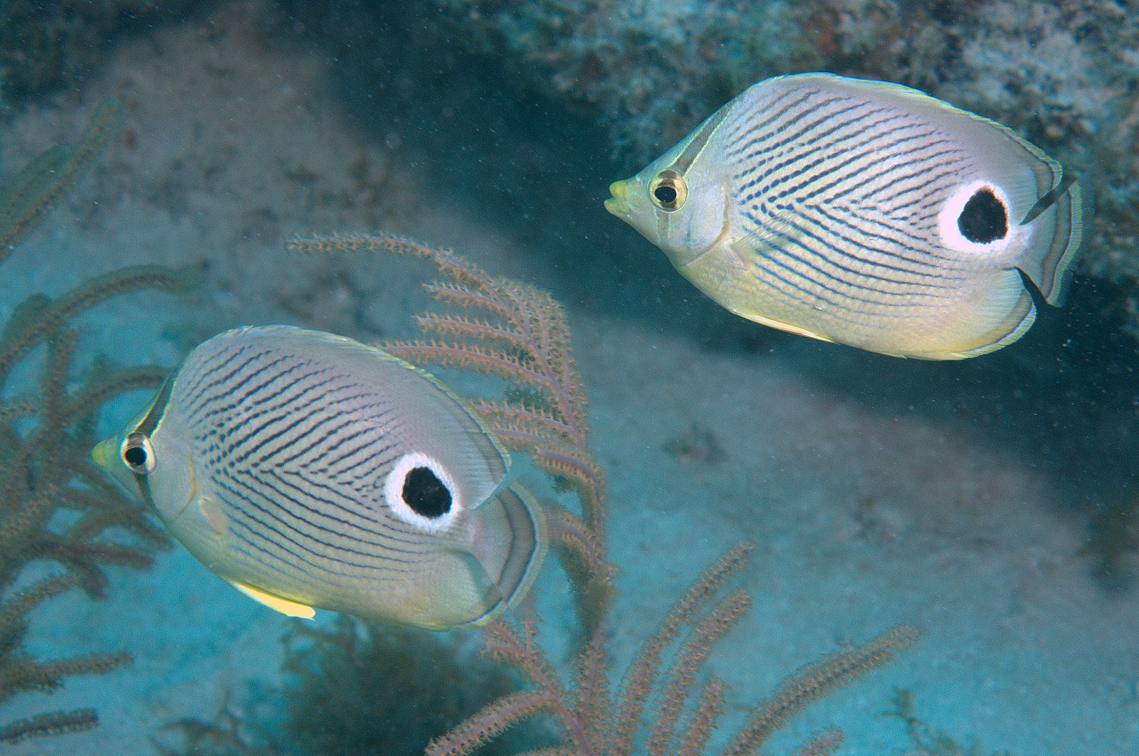 under pressure world: Foureye Butterflyfish- Key Biscayne, FL