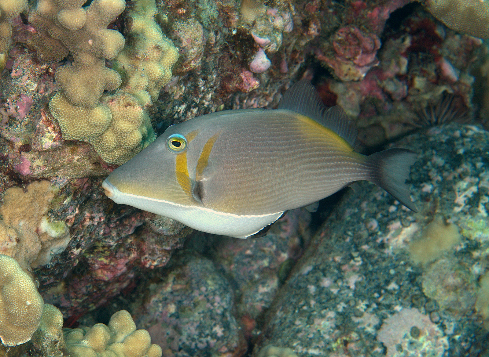 under pressure world: Lei Triggerfish- Kona, HI