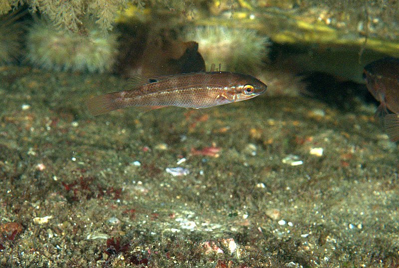 under pressure world: Juvenile Cunner- Rockport, MA