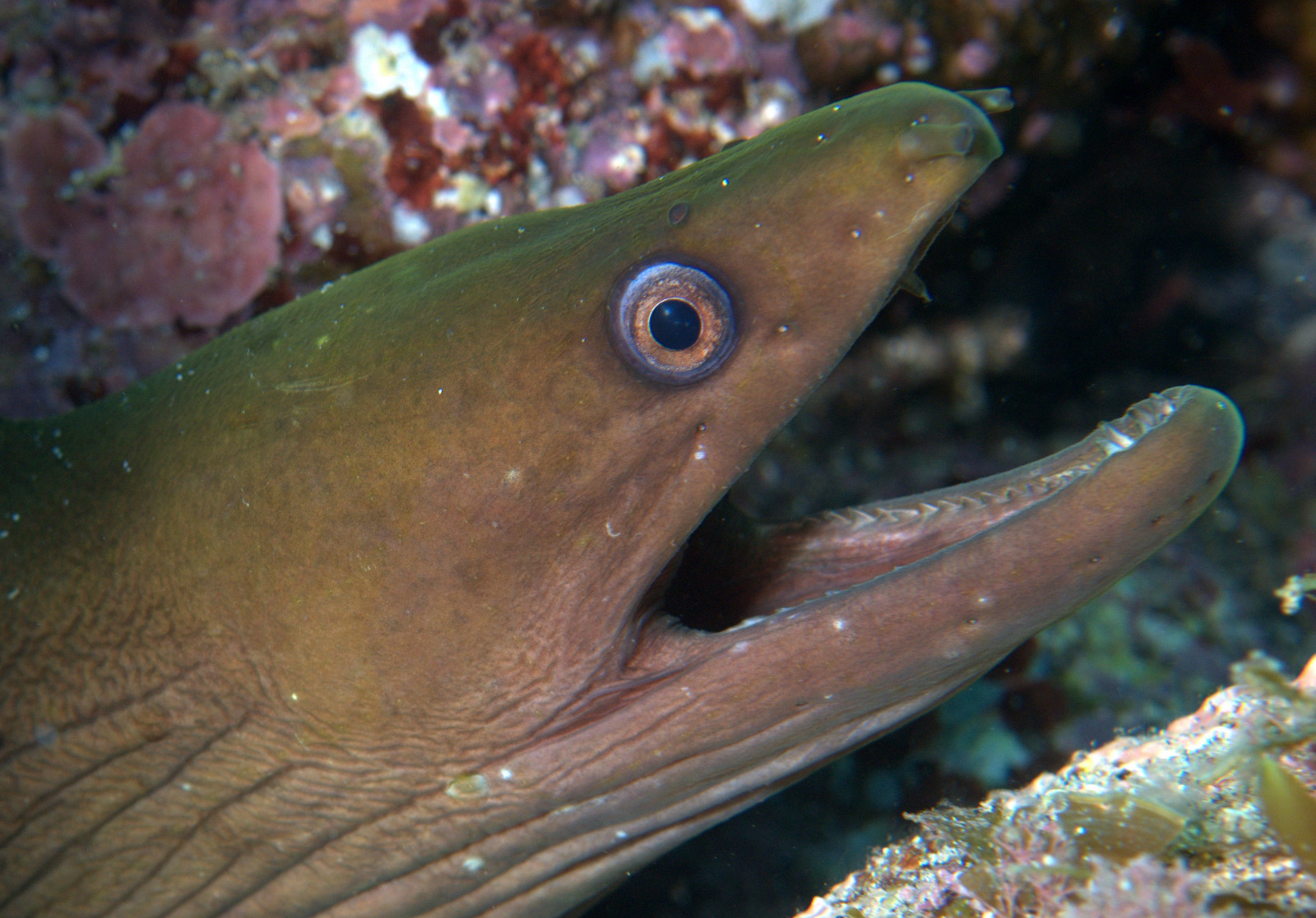 under pressure world: Panamic Green Moray Eel- Sea of Cortez