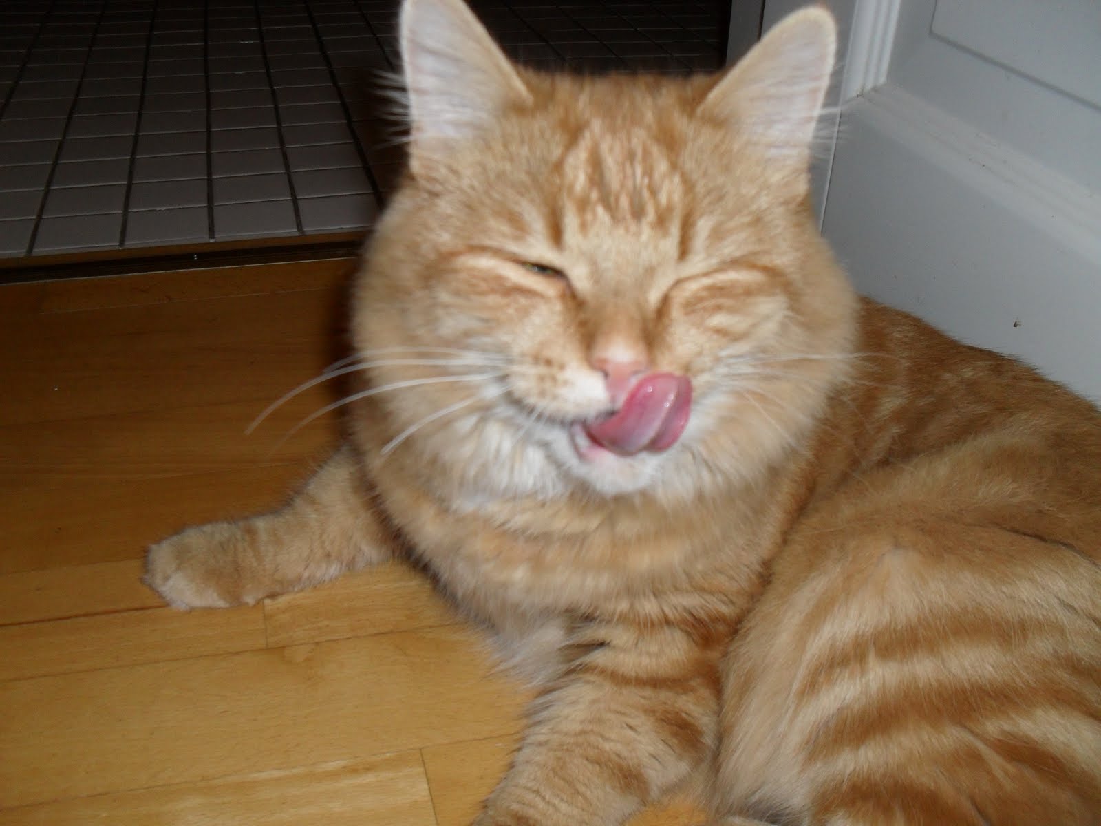 djurgatan: roliga katt bilder,katten Ramses