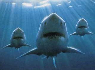 mundo animal: TUBARÕES