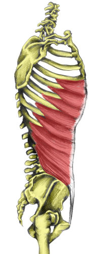 Personal Trainer: Anatomía y Biomecánica de los Abdominales.