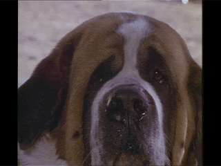 The Sick Flicks: Cujo Review and Synopsis