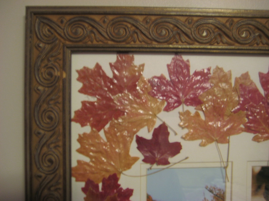 obSEUSSed: Leaf at First Sight; Creating a Leaf Collage in Photo Frame