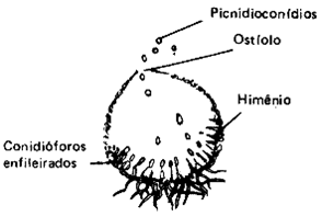 Biomedicina - A Profissão do Futuro: OS FUNGOS
