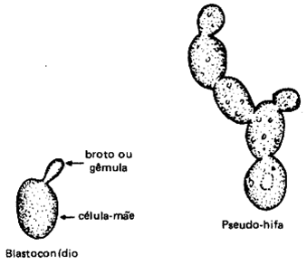 Biomedicina - A Profissão do Futuro: OS FUNGOS