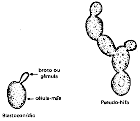 Biomedicina - A Profissão do Futuro: OS FUNGOS