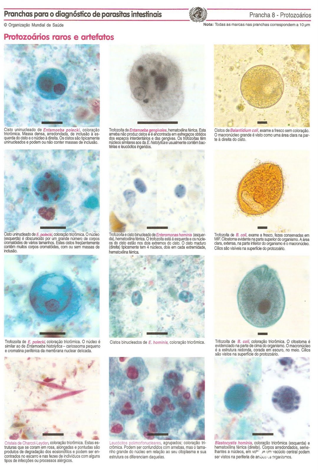 Biomedicina - A Profissão do Futuro: ATLAS DE PARASITOLOGIA