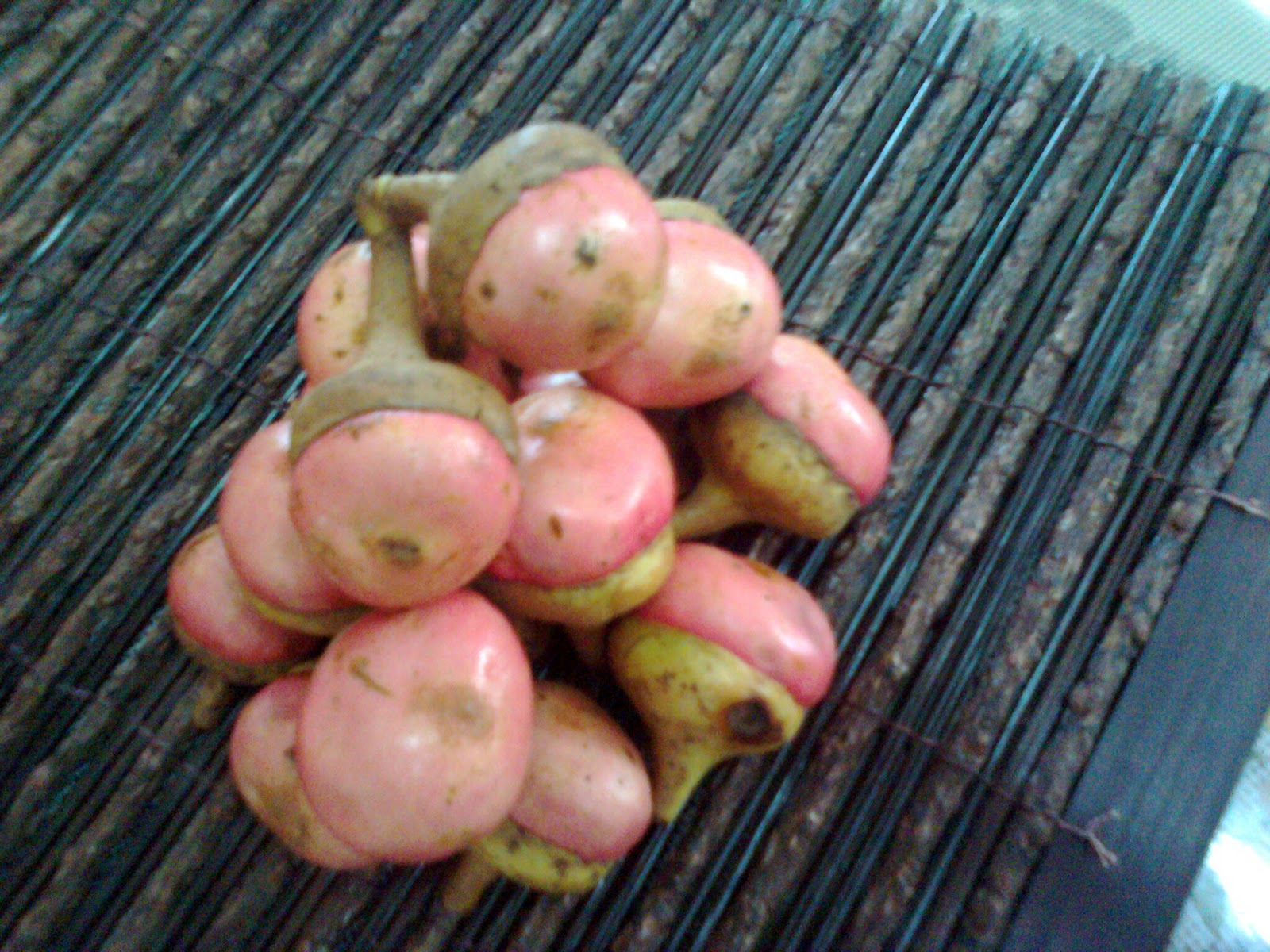 Borneo Green Break: "Mali": Tastes Like Avocado..almost like Avocado...
