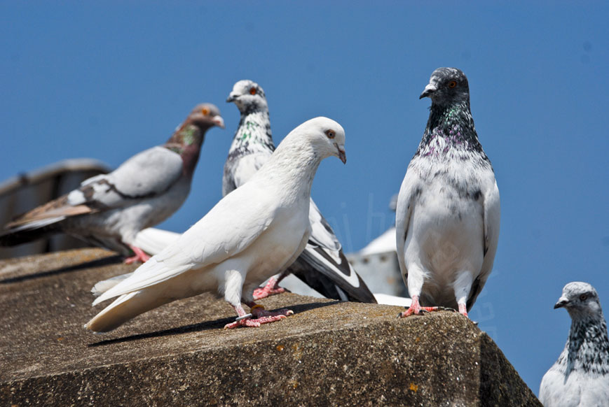 Jiten's world: Ten Astounding Pigeon Fact