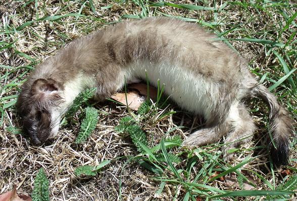Buckland Blog: Dead ferret and talking mouse?