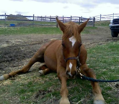 Behind the Bit: Gelding your horse: Know what to expect!