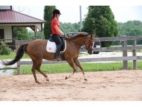 Behind the Bit: Rider size and horse size: Examples