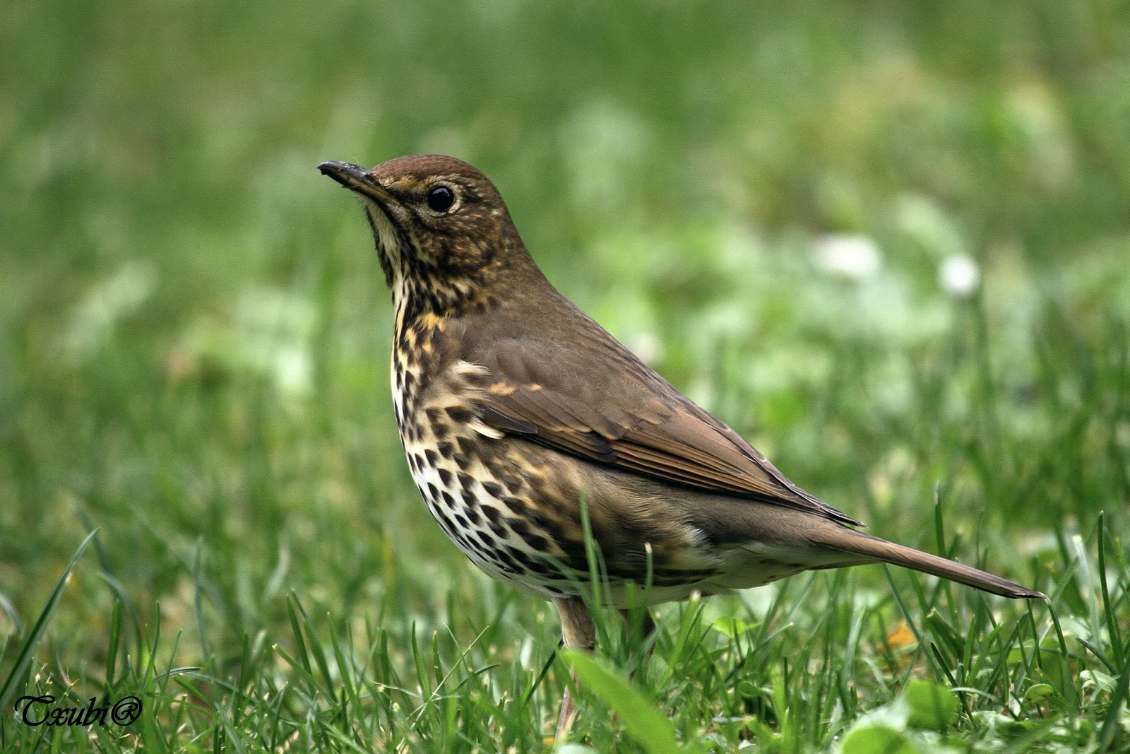 Aves Txubi . Natura viva: Malviz
