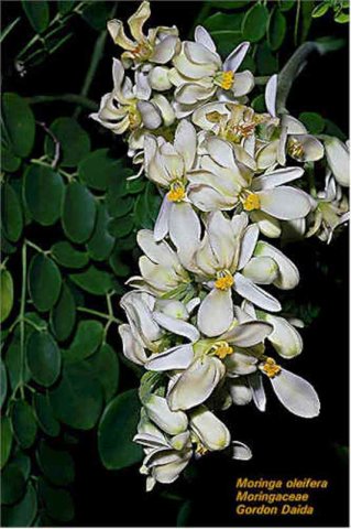 Equattoria: Moringa Olífera: uma planta de múltiplo uso, verdadeiro ...