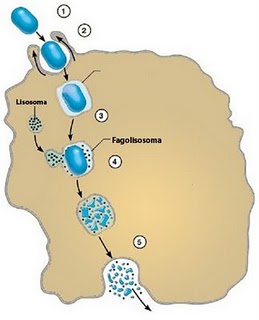 Biología y Geología Toni: MEMBRANA PLASMÁTICA