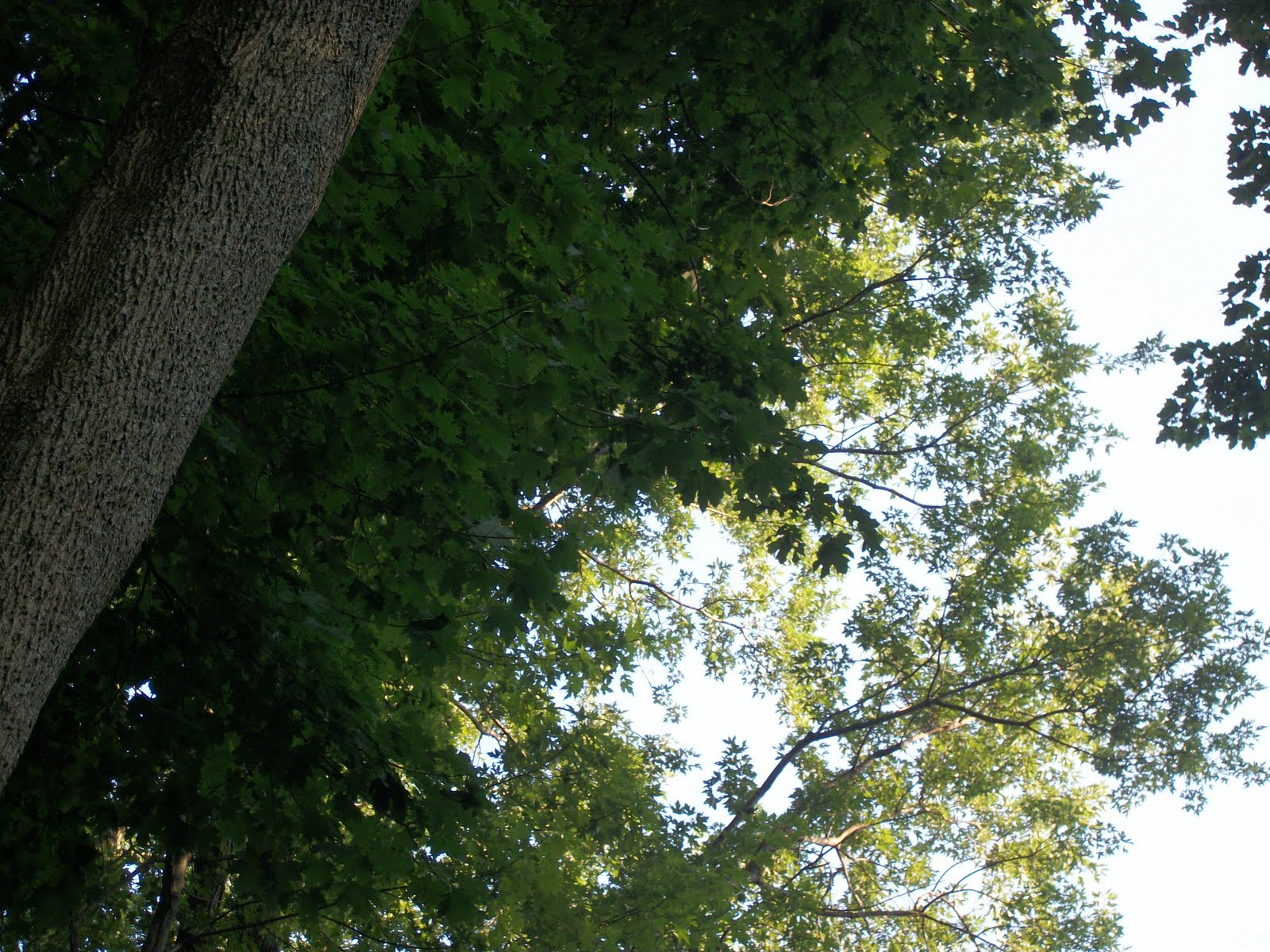 Writing Straight from the Heart: Tranquil Moments: Look Up Into Trees