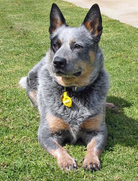 kayat kandi: Blue Heeler Australian