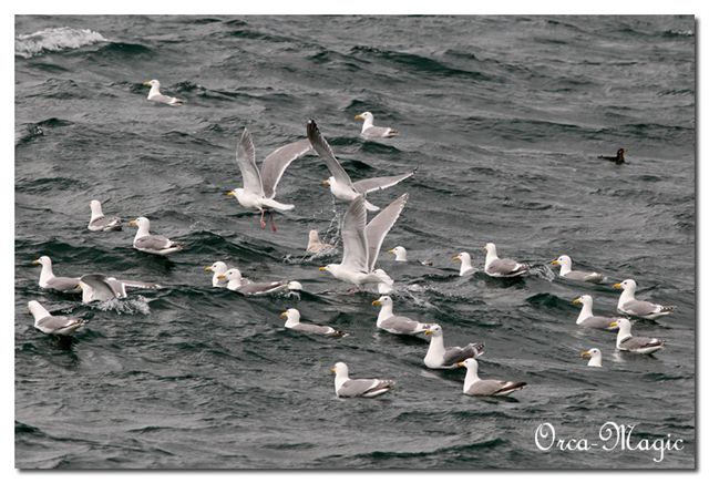 Prince of Whales blog: Ocean Magic Wildlife Adventure May 1