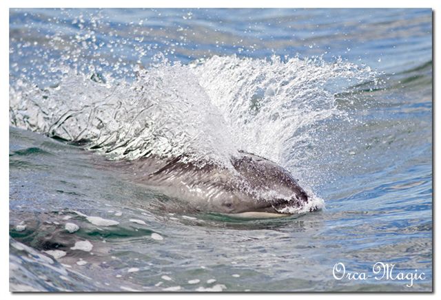 Prince of Whales blog: Ocean Magic Wildlife Adventure Sept 9 12:15pm