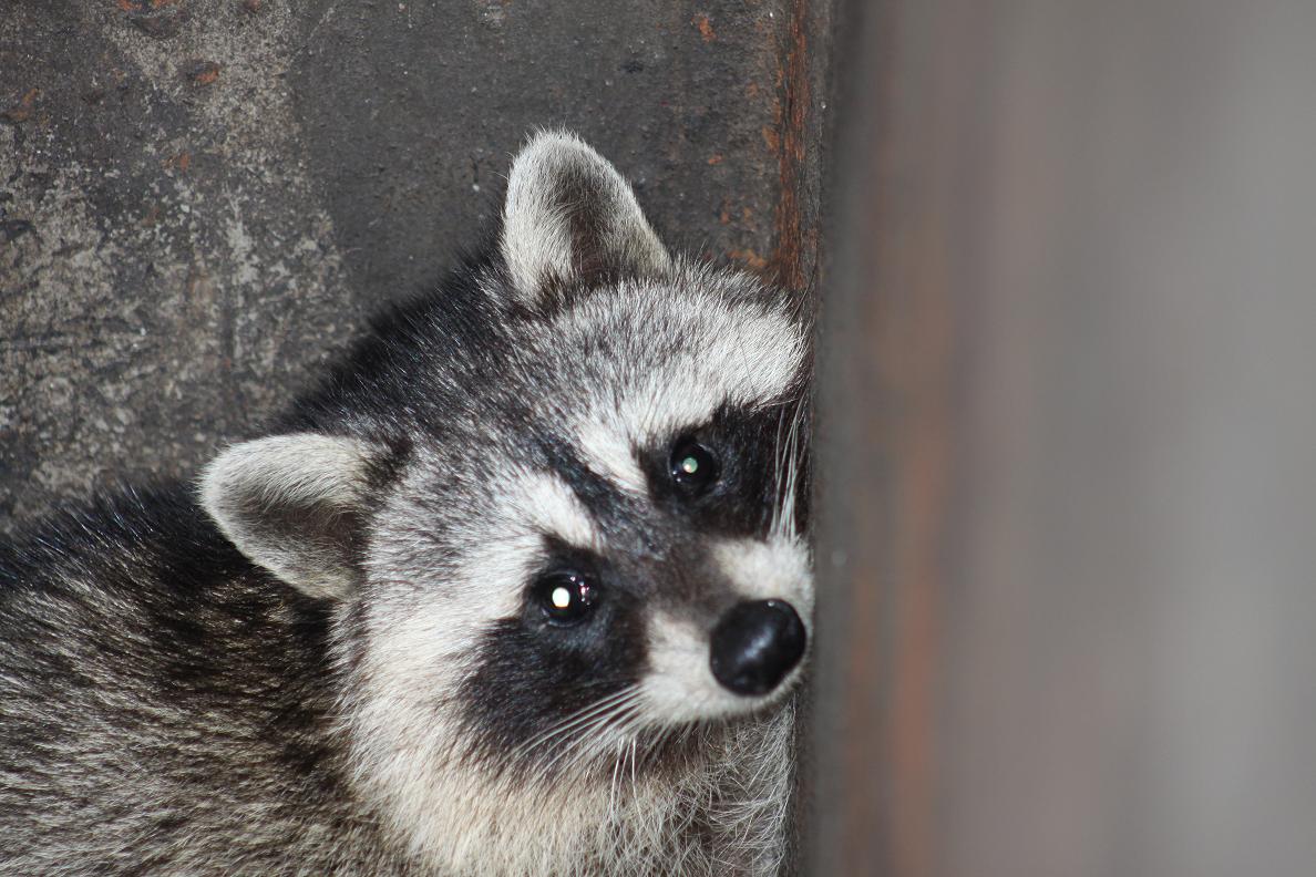 Michigan Exposures: Rocky Raccoon....
