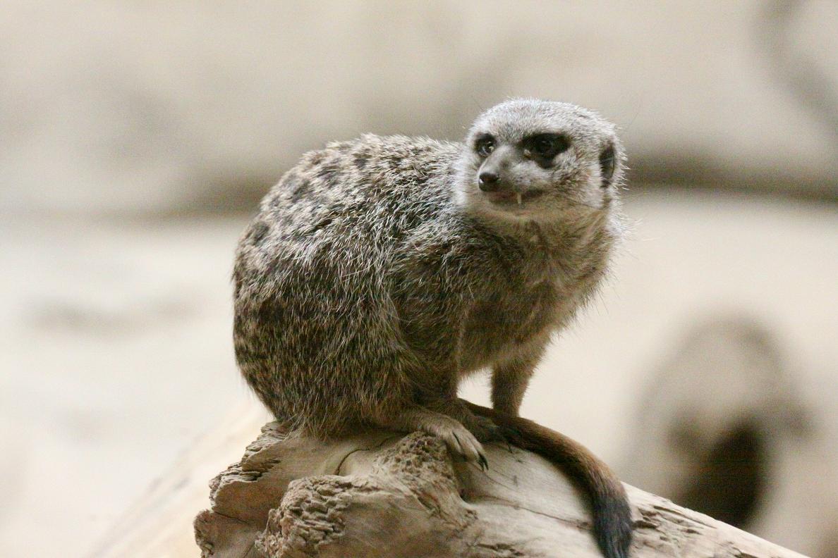 Michigan Exposures: Visiting the Detroit Zoo....