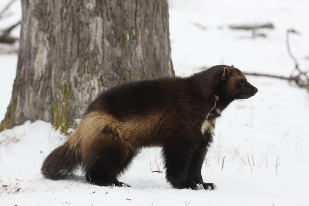 Michigan Exposures: Wolverines at the Zoo
