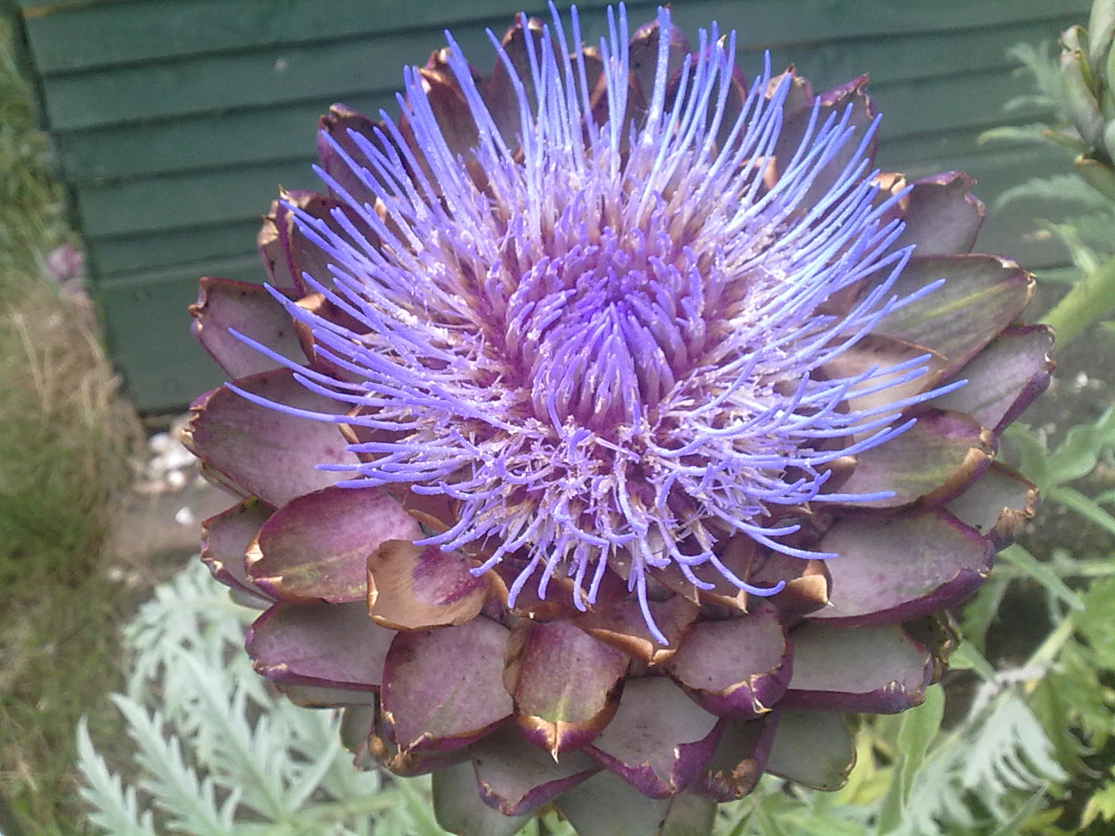 Artichoke Flower