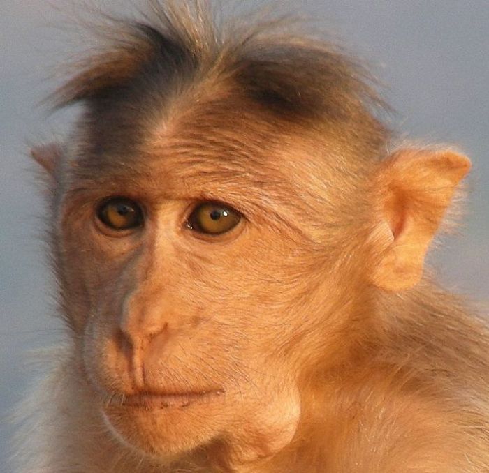 Monkeys too have hairstyles ~ Alpin Funny Picture!!