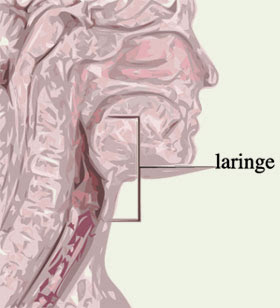 Blog medicina: LARINGITE, infiammazione mucosa laringea
