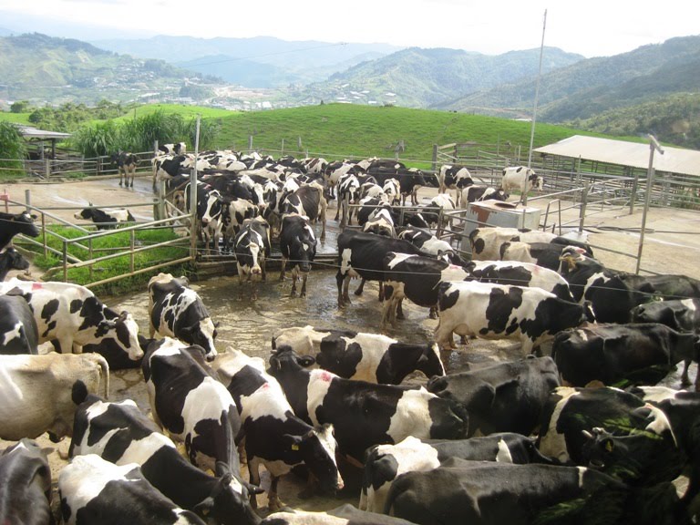 KINABALU: DESA DAIRY FARM KUNDASANG