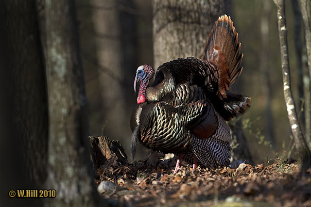 Pennsylvania Wildlife Photographer: Eastern Wild Turkey: Gobbling ...