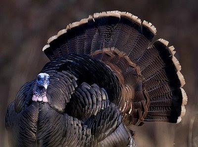 Pennsylvania Wildlife Photographer: Camera Critters: Winter Gobblers ...