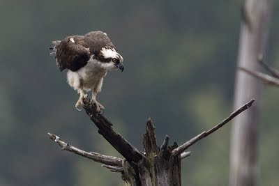 Pennsylvania Wildlife Photographer: Camera Critters: Osprey Encounter