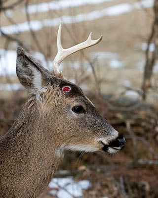 Pennsylvania Wildlife Photographer: Whitetail Antlers Are Shed