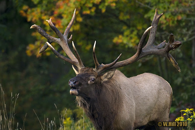 Pennsylvania Wildlife Photographer: "Crazy Legs Jr." A Large Non ...