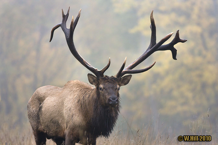 Pennsylvania Wildlife Photographer: "Crazy Legs Jr." A Large Non ...