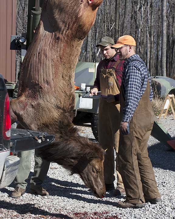Pennsylvania Wildlife Photographer: Pennsylvania Elk Harvest Report