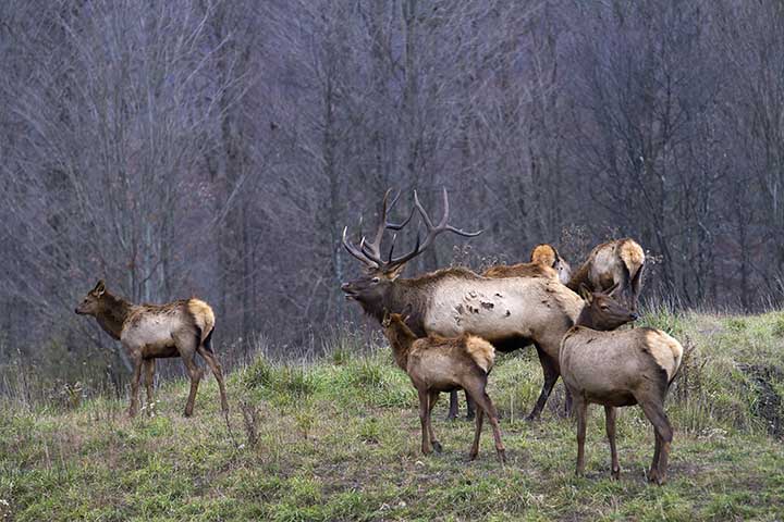 Pennsylvania Wildlife Photographer: How To Access Our Ideas On ...