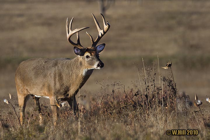 Pennsylvania Wildlife Photographer: Photos From The Whitetail Rut