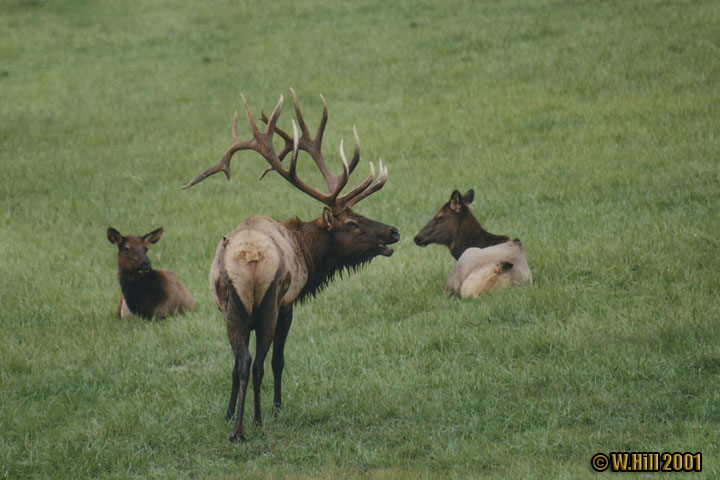 Pennsylvania Wildlife Photographer: Fred-Bull 36 Appears In Elk Country ...