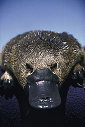 Animals marins: ornitorrinc