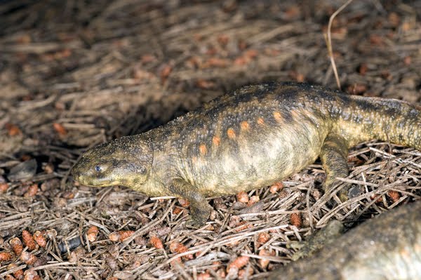 ANIDA: Gallipato (Pleurodeles waltl)