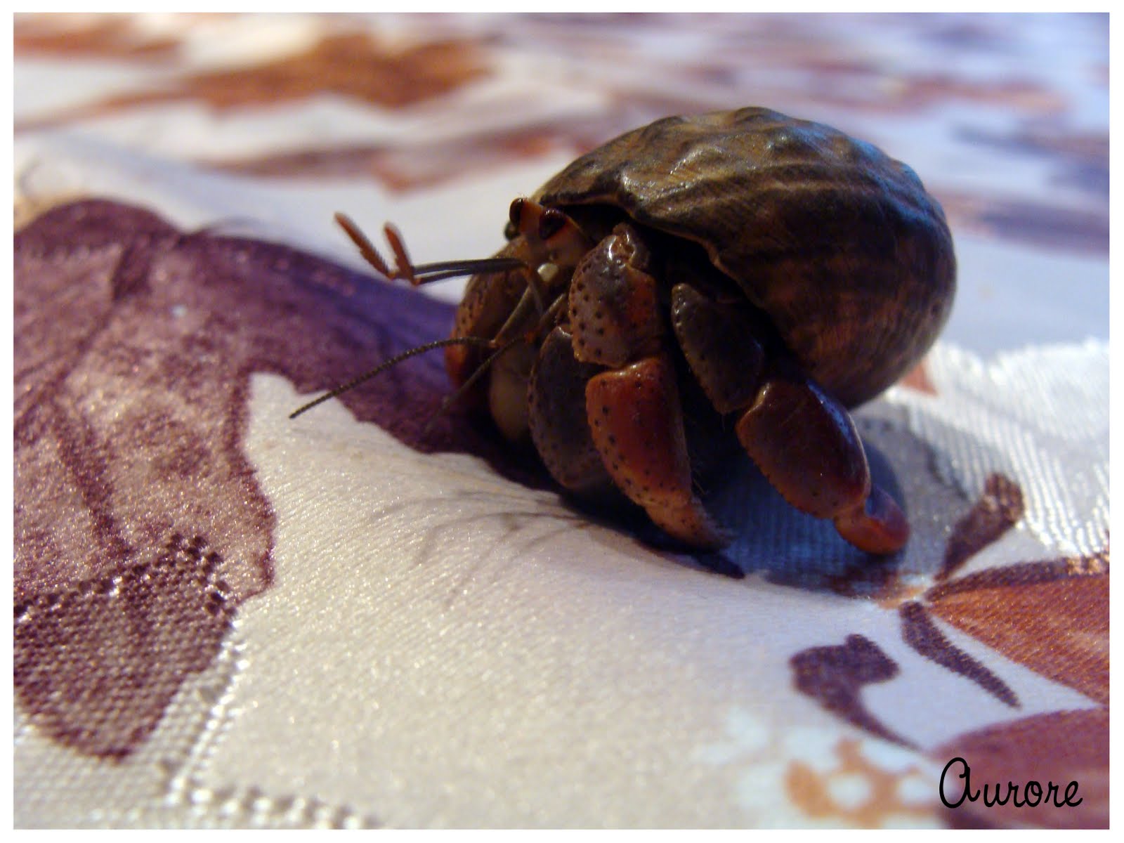 Isabelle Comtois Designer Graphique: Bernard Hermite Terrestre