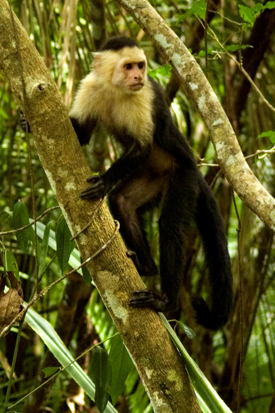 Monos de Costa Rica: Las Cuatro Representativas de Costa Rica.